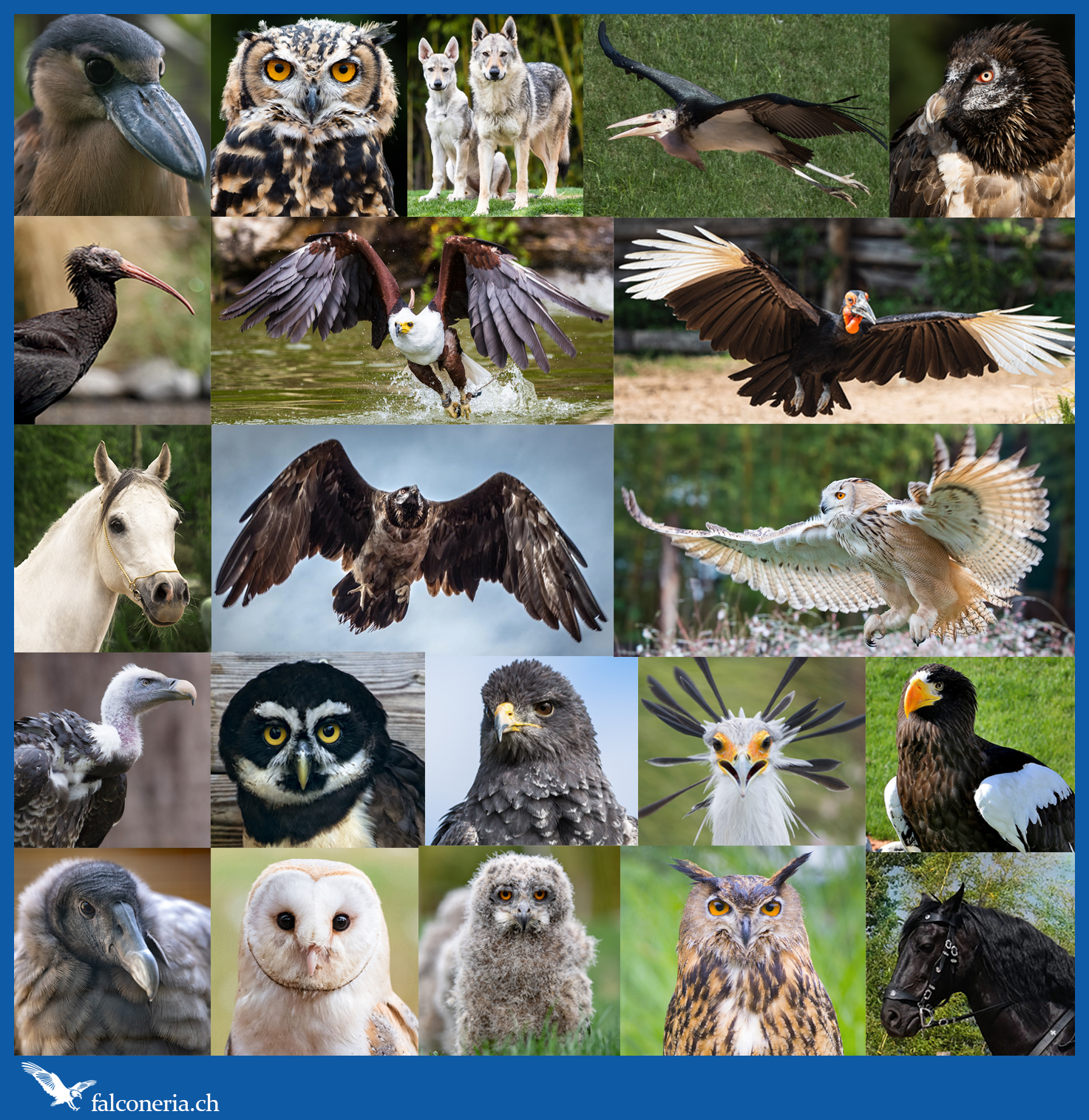 INSIEME ALLA FALCONERIA – Falconeria Locarno